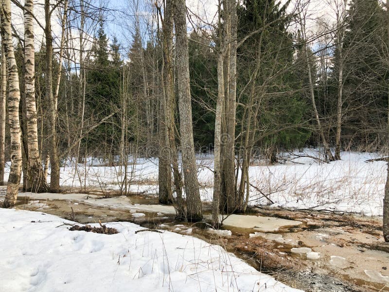 Thawed Snow Filled with Meltwater among Tree Trunks in Forest, Early ...