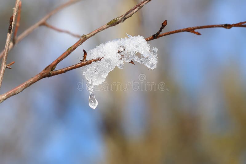 The Thawing Snow on a Branch Stock Photo - Image of scenics, natural ...