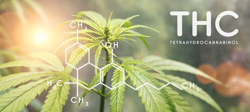 THC Formula. Tetrahydrocannabinol Molecule Structure Compound with ...
