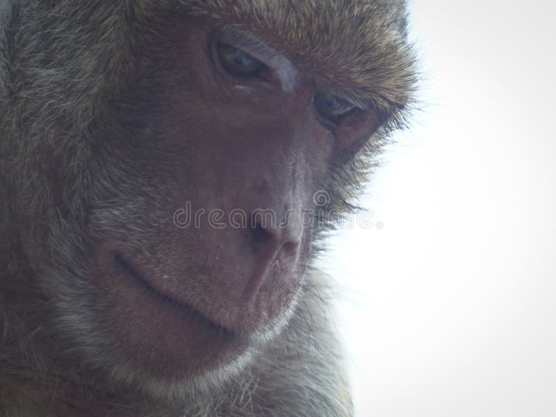 Theâ€‹ Monkeyâ€‹ Isâ€‹ Thinging Stock Photo - Image of animal, mood ...