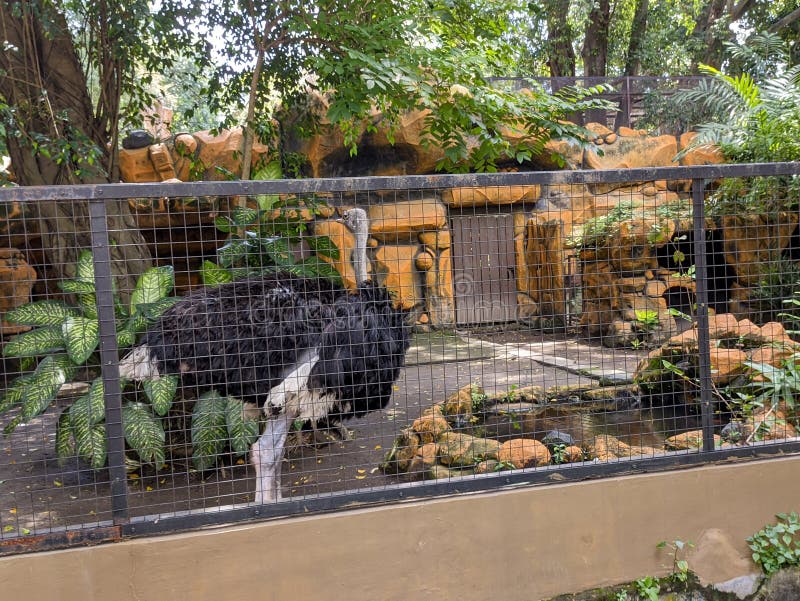 Ostrich Inside Cage Stock Photos - Free & Royalty-Free Stock Photos ...