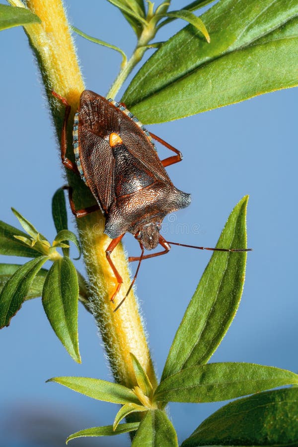 The forest Bug or red-legged Shieldbug (Pentatoma Rufipes). Stock Photo ...