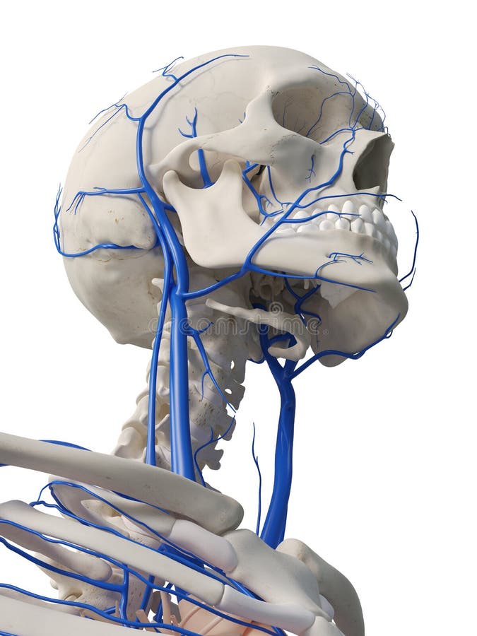 7+ Neck veins Free Stock Photos - StockFreeImages