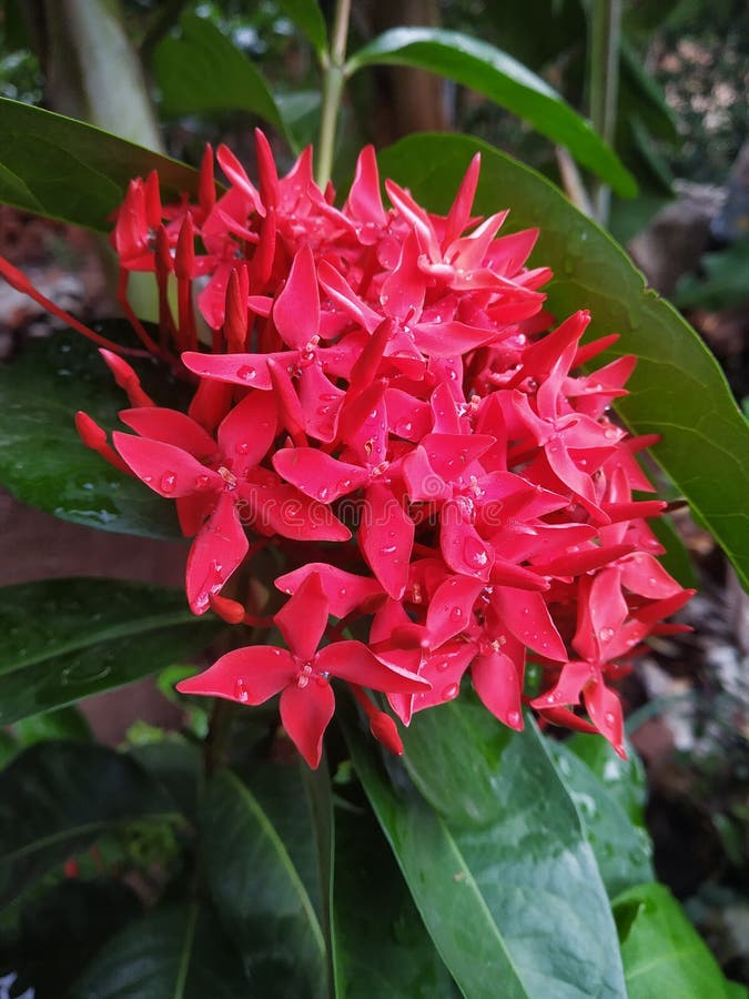 Thechi Flowers in Beautifully Stock Image - Image of plant, flower ...