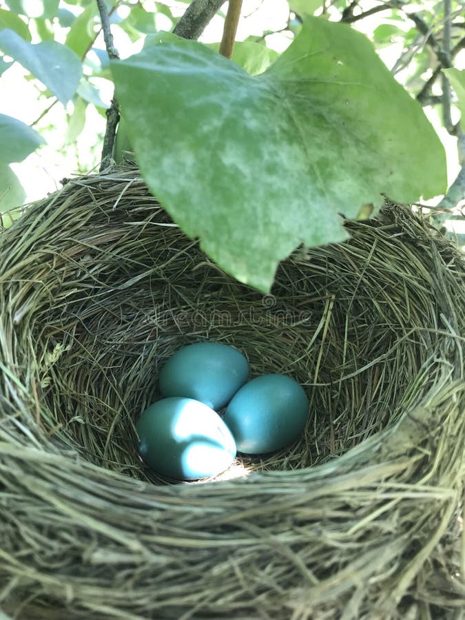 Thee blue eggs in a nest stock photo. Image of robin - 124738082