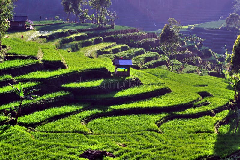 Theeaanplanting in Java stock foto. Image of landschap - 44268580