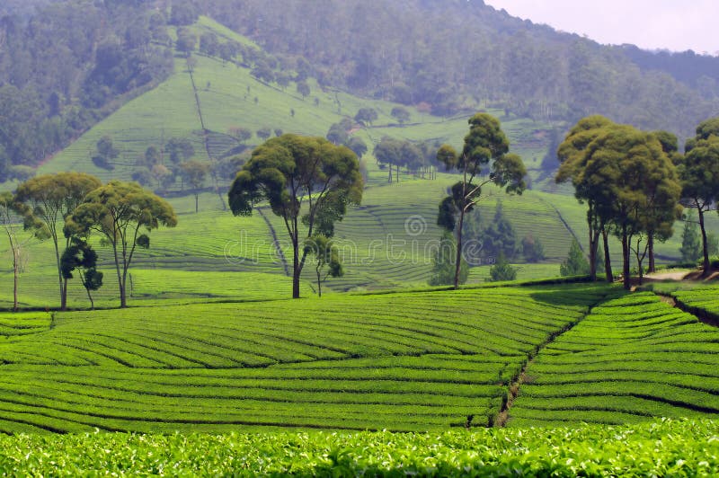 Theeaanplanting in Java stock foto. Image of landschap - 44268580