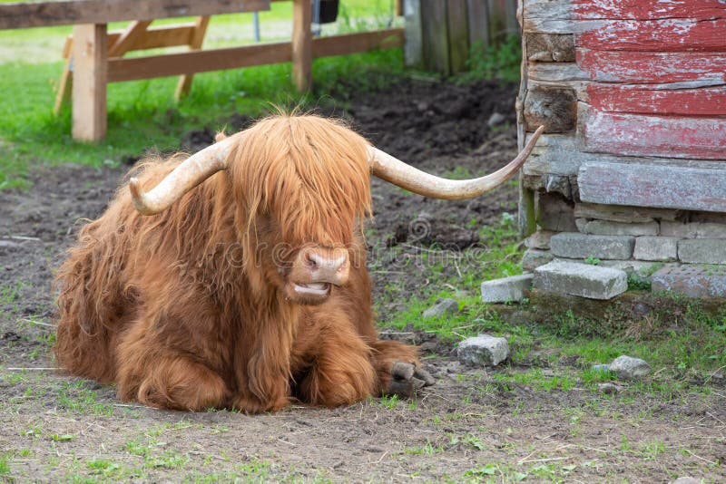 Cattle Lying Down on the Ground Stock Photo - Image of animal ...
