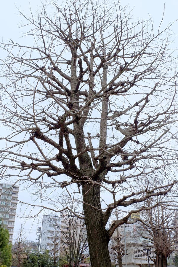 Their dead tree stock photo. Image of lone, landscape - 98505102