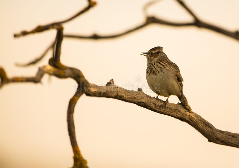 Thekla Lark Singing on Branch Stock Image - Image of perching ...