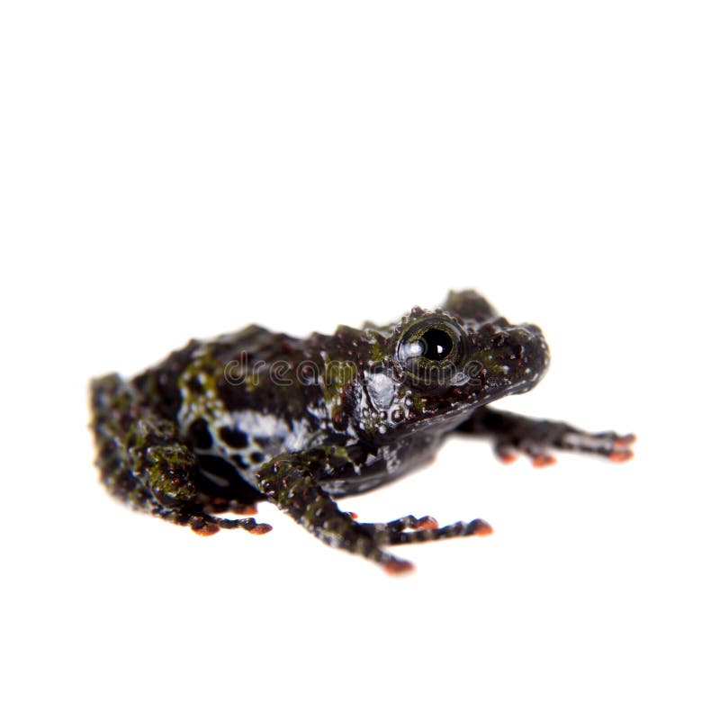 Theloderma Bicolor, Rare Spieces of Frog on White Stock Image - Image ...