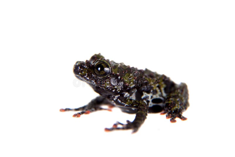 Theloderma Bicolor, Rzadcy Spieces żaba Na Bielu Obraz Stock - Obraz ...