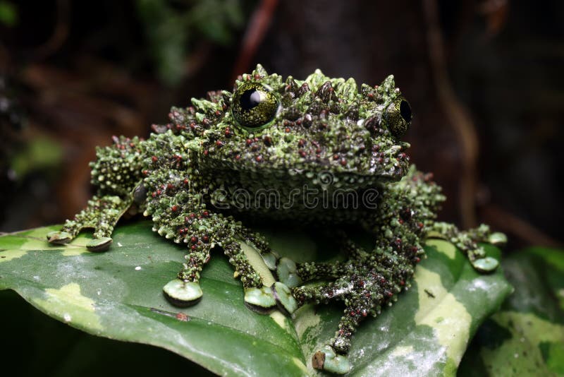 Theloderma Corticale Camouflage on Leaves, Moss Tree Frog Camouflage on ...