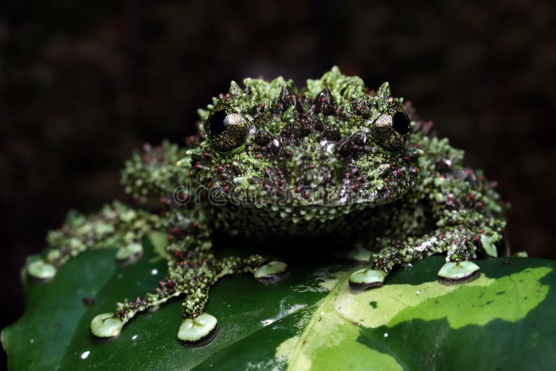 Theloderma Corticale Camouflage on Leaves, Moss Tree Frog Camouflage on ...