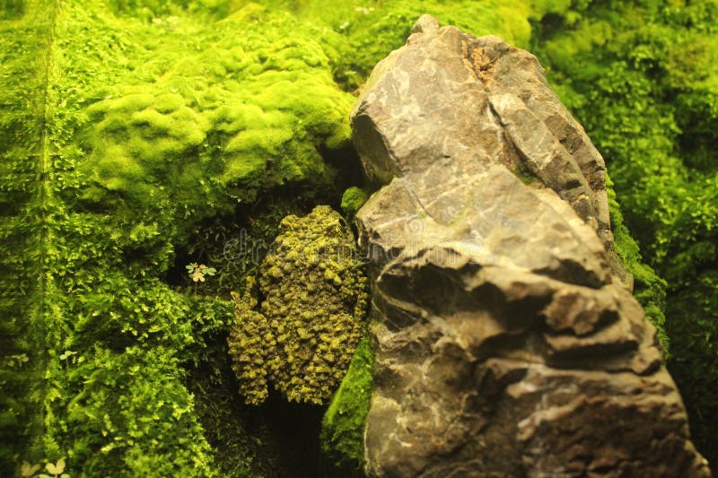 Theloderma Corticale is a Frog Amphibious Animal Sitting on a Rock Near ...