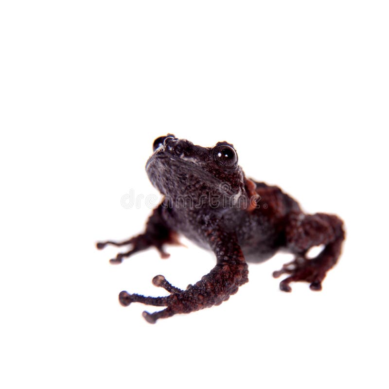 Theloderma Gordoni, Rare Spieces of Frog on White Stock Image - Image ...