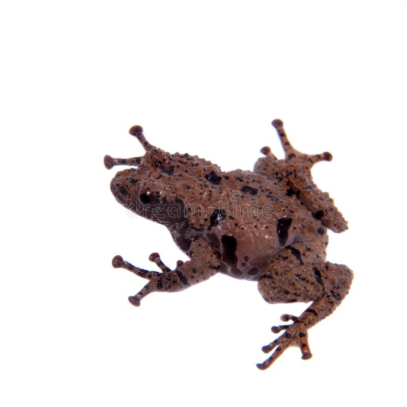 Theloderma Stellatum Stock Photos - Free & Royalty-Free Stock Photos ...