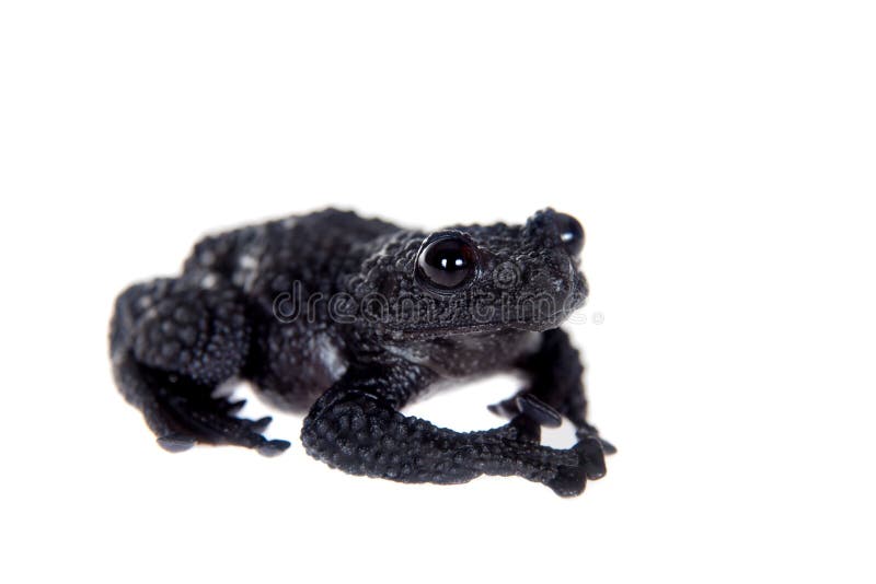 Theloderma Ryabovi, Rare Spieces of Frog on White Stock Photo - Image ...