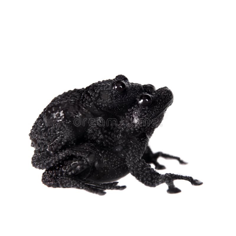 Theloderma Ryabovi, Rare Spieces of Frog on White Stock Image - Image ...