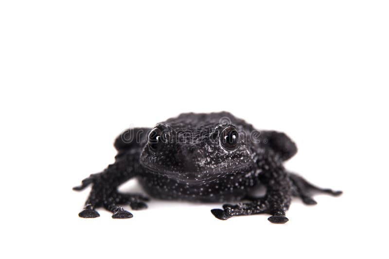 Theloderma Ryabovi, Rare Spieces of Frog on White Stock Photo - Image ...
