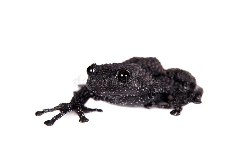Theloderma Ryabovi, Rare Spieces of Frog on White Stock Image - Image ...