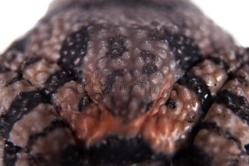 Theloderma Ryabovi, Rare Spieces of Frog on White Stock Image - Image ...