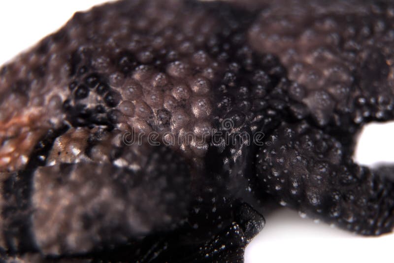 Theloderma Ryabovi, Rare Spieces of Frog on White Stock Image - Image ...