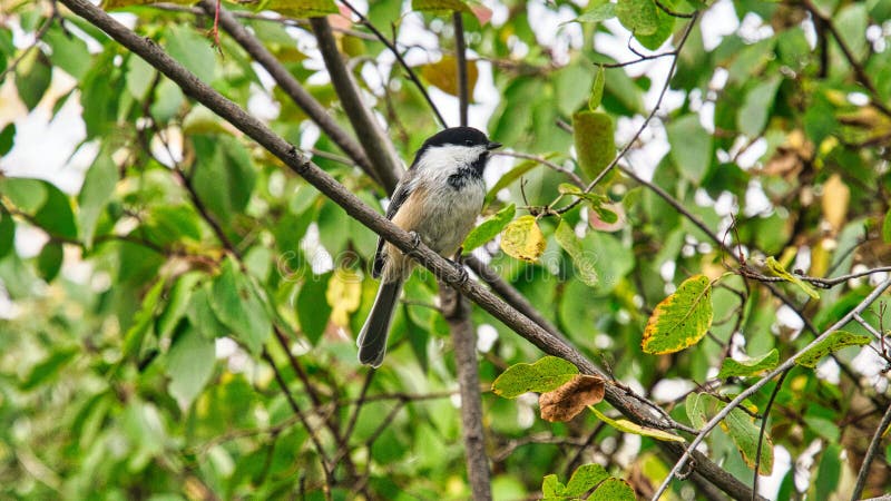 Thelookout Stock Photos - Free & Royalty-Free Stock Photos from Dreamstime