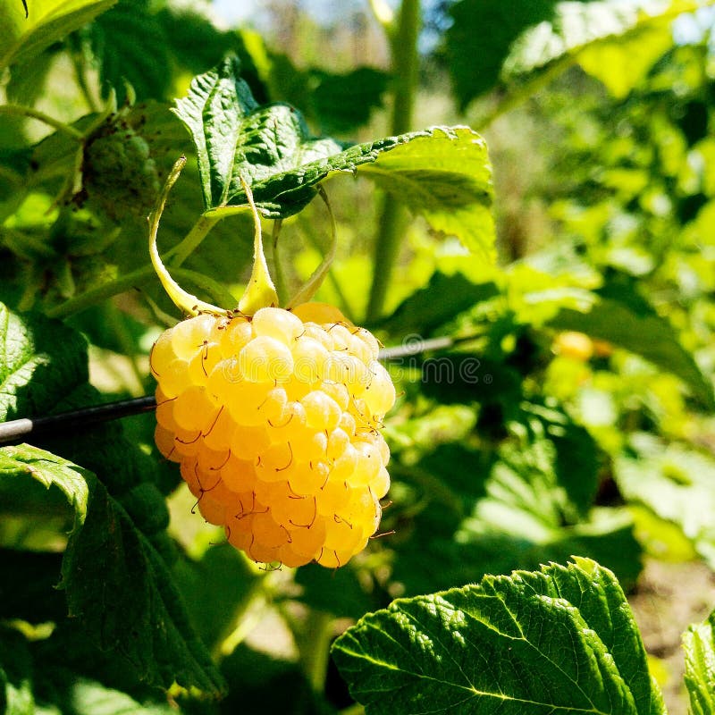 The theme raspberry stock photo. Image of candy, edible - 96729784
