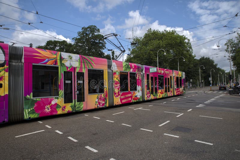 Robijn Tropical Stock Photos - Free & Royalty-Free Stock Photos from ...