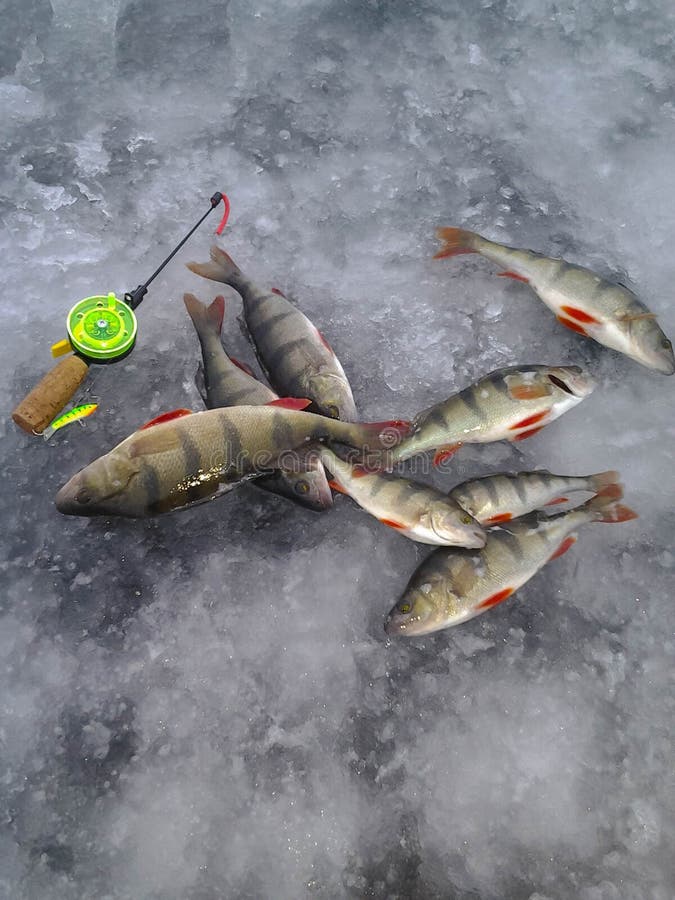 The Theme of Winter Fishing. Perch Fish on the Ice. Stock Image - Image ...