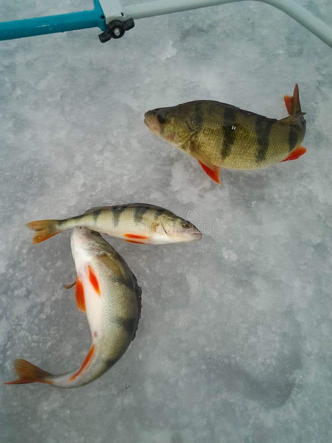 The Theme of Winter Fishing. Perch Fish on the Ice. Stock Photo - Image ...