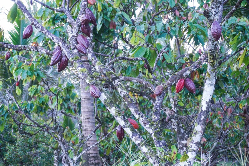 Theobroma Cacao L. or Red Cocoa Fruit on Its Tree, Raw Cacao Beans ...