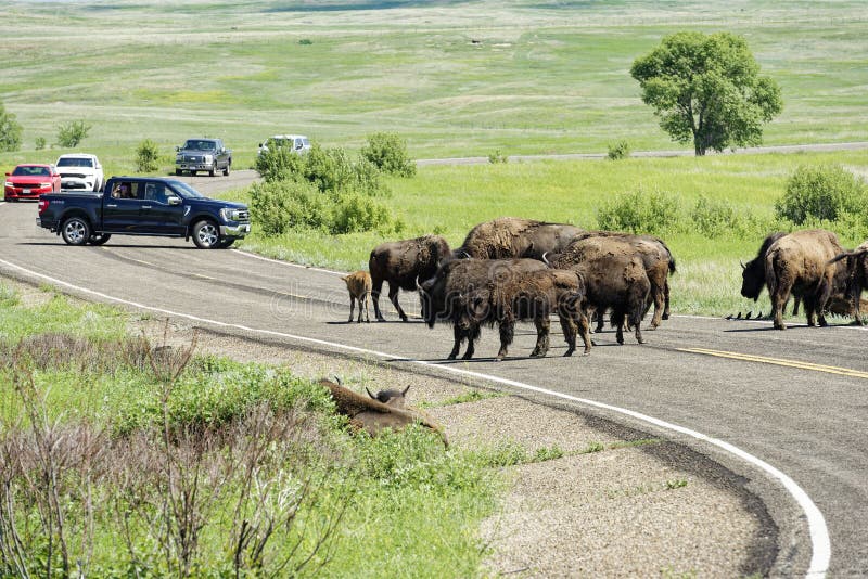 Theodore Roosevelt National Park - North Unit - Buffalo in Road ...