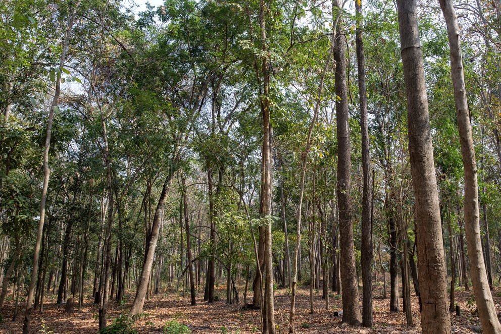 The Theory of Planting Trees without Planting in Nature To Restoring by ...