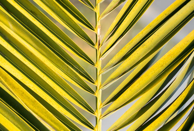 Palm tree branch close up stock photo. Image of branch - 176741936