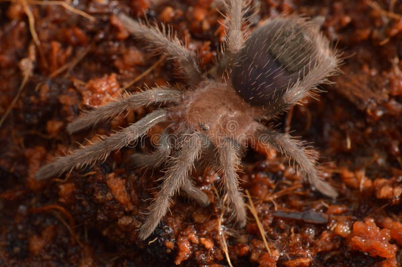 Theraphosidae. Roatan stockfoto. Bild von insekt, spinne - 269029888