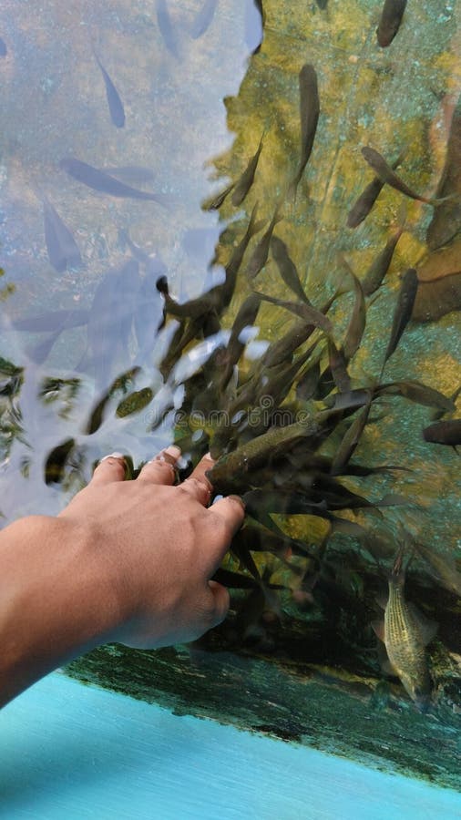 Therapy Fish, they Feed on Dead Skin Cells on the Human Body Stock ...