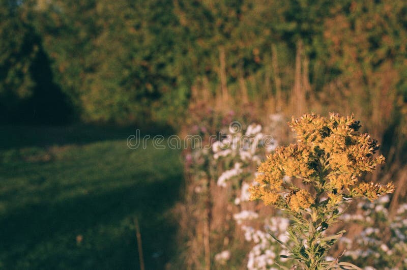 Is There Another `life` after `death`? Stock Image - Image of winter ...