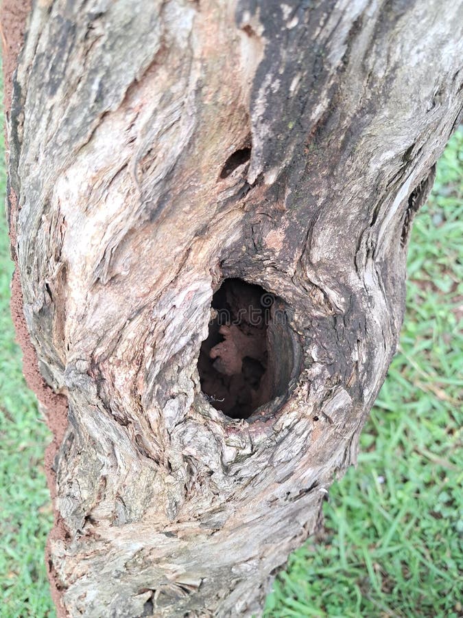 There is Another Life in a Tree Hole Stock Image - Image of tree, life ...
