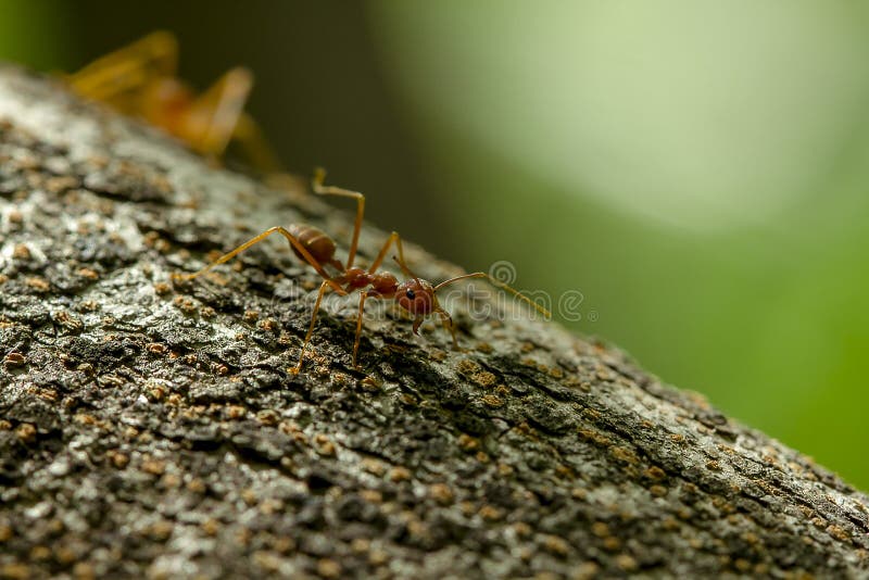 Ants on a tree in nature. stock photo. Image of black - 134494676