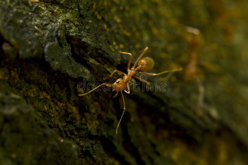 Ants on a tree in nature. stock photo. Image of close - 134494692
