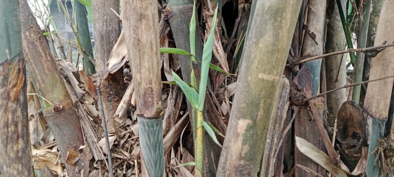 Bamboo Trees that Grow Well Stock Photo - Image of leaf, agriculture ...