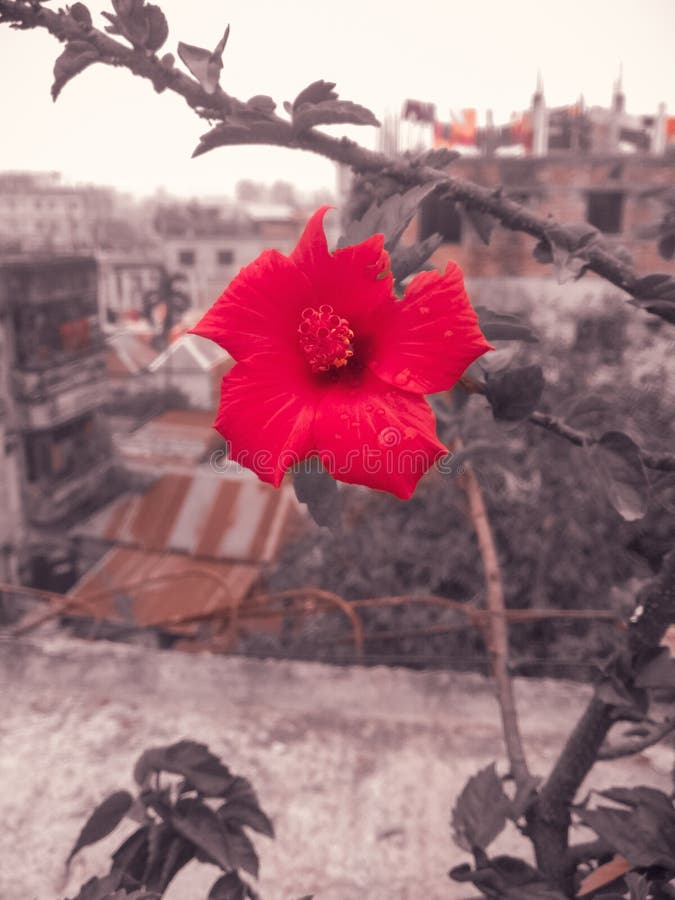 There is a Beautiful Red Java Flower Blossoming in the Trees in the ...