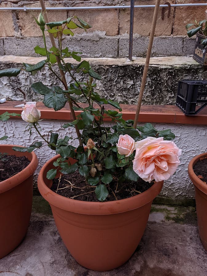 There are Beautiful Roses in the Tub Stock Image - Image of houseplant ...