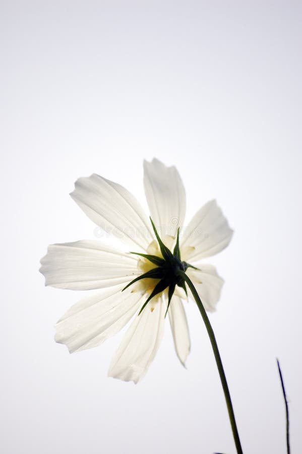 Coreopsis Glow Stock Photos - Free & Royalty-Free Stock Photos from ...