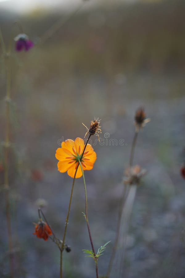 There a Beautiful Yellow Coreopsis in the Grass Stock Image - Image of ...