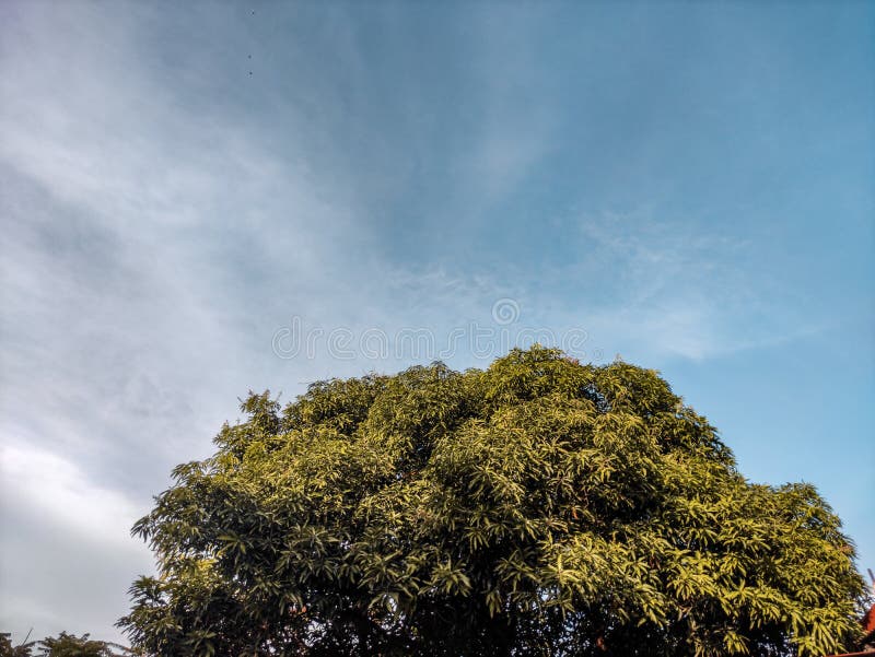 Mangga Tree Leaves stock image. Image of sunlight, park - 214160419