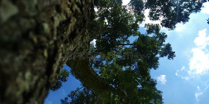 Big Tree with Shadow Under the Beautiful Blue Sky with White Clouds ...