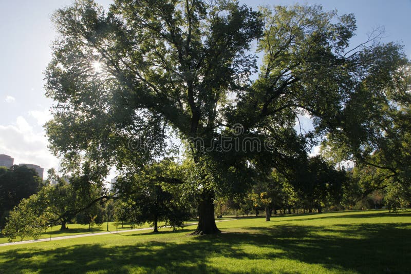 There is a Big Tree and Tree Shadows on the Flat Green Lawn Stock Image ...